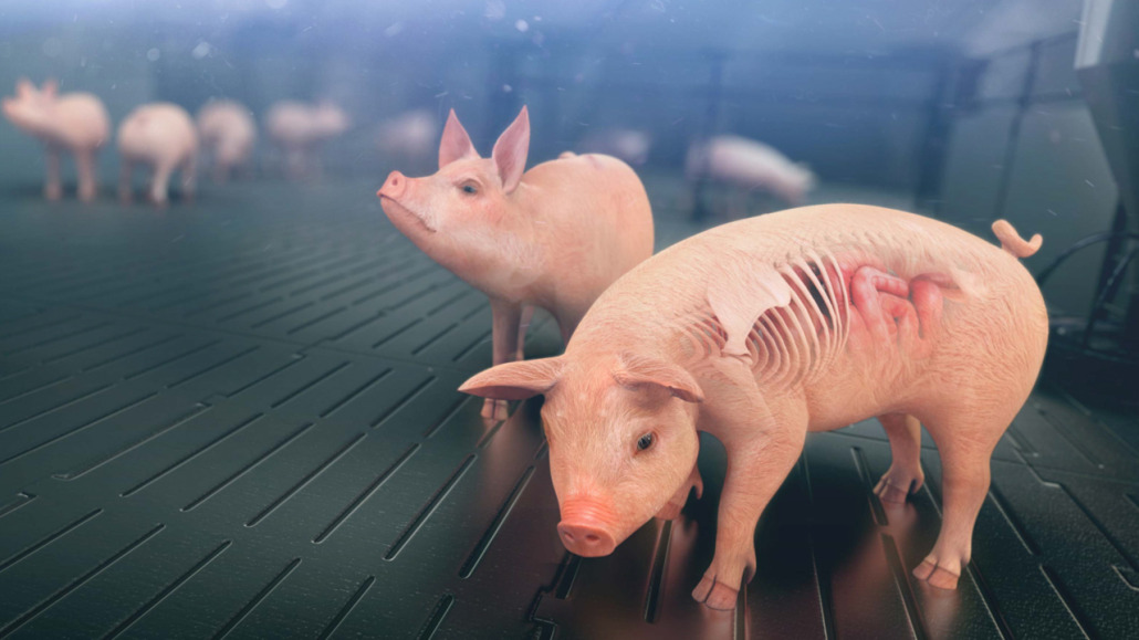 Ileitis in Swine Herds Animation - CAST PHARMA