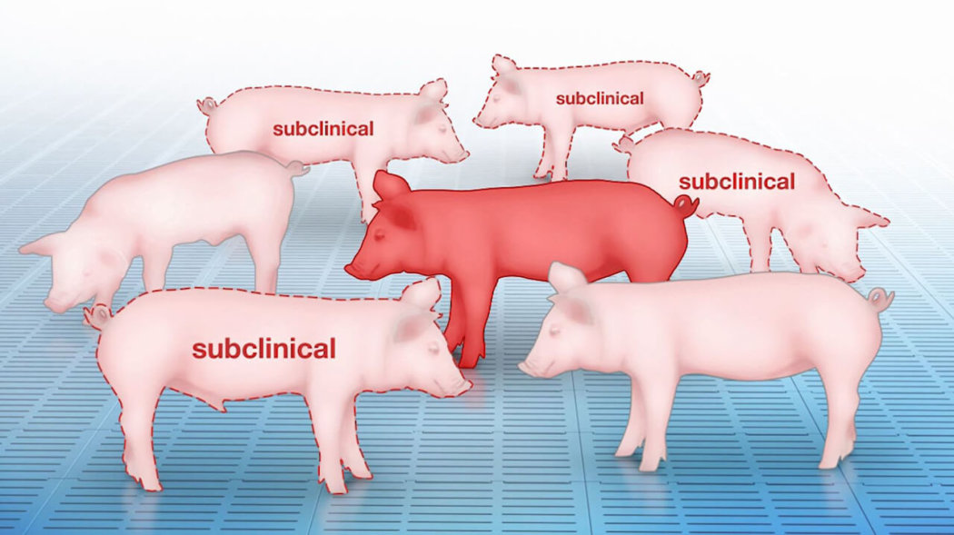 Ileitis in Swine Herds Animation - CAST PHARMA