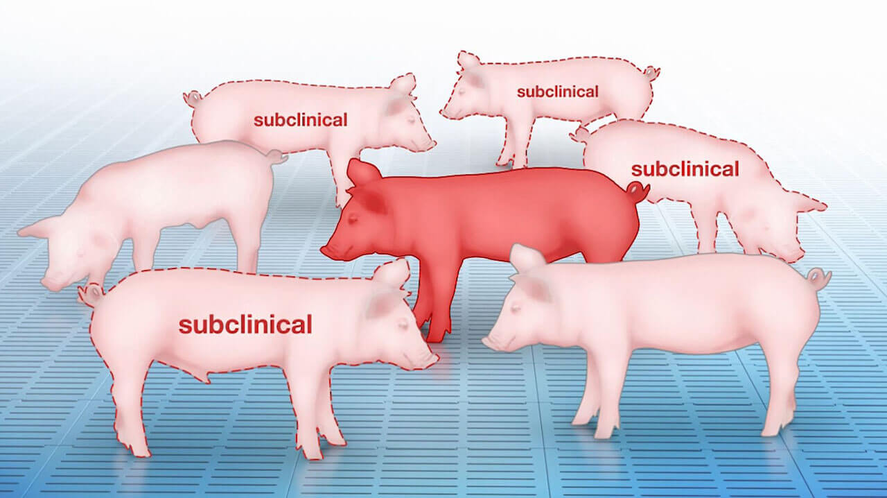 Porcine Respiratory Disease Animation - CAST PHARMA